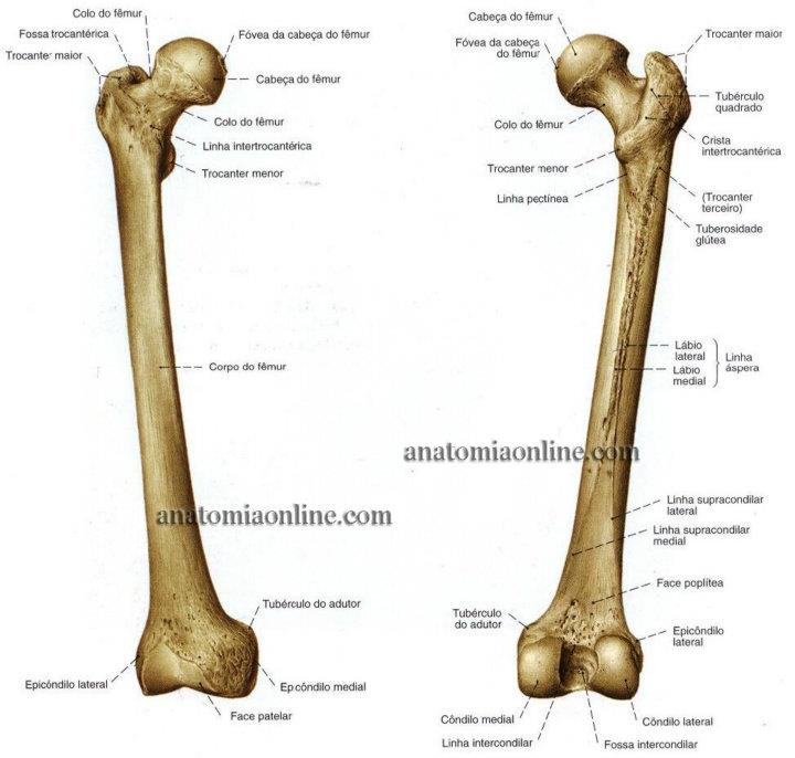 BIOFLAGRANTES*: OSTEOLOGIA HUMANA COMPLETA