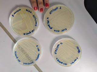 LAB 6 : MICROBIOLOGY