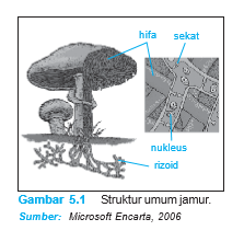 Ciri-Ciri dan Struktur Jamur - Our Akuntansi