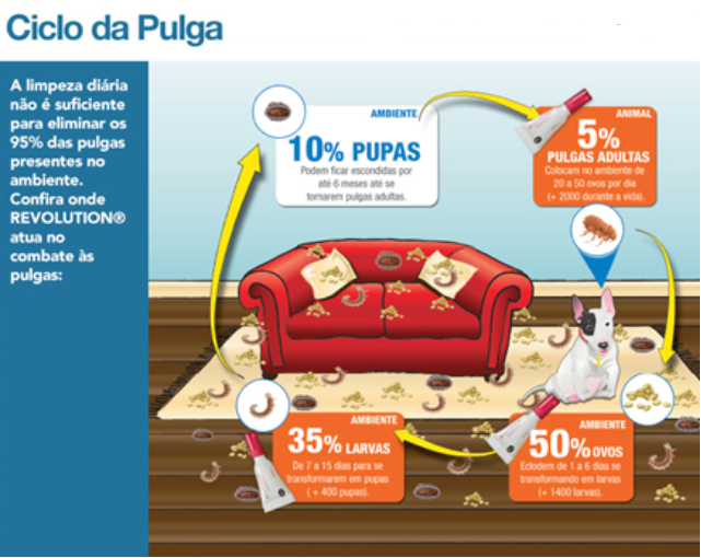 Acabe com as pulgas nos animais