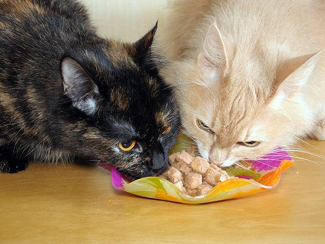 Simple Tips for Introducing Two Cats - Cat Lovers