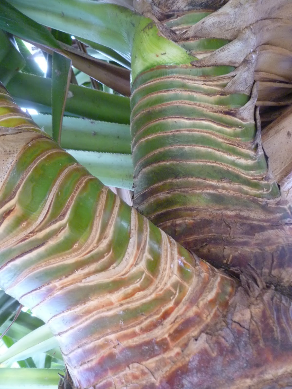 Maui Jungalow: The "Weaving" Tree: Hala