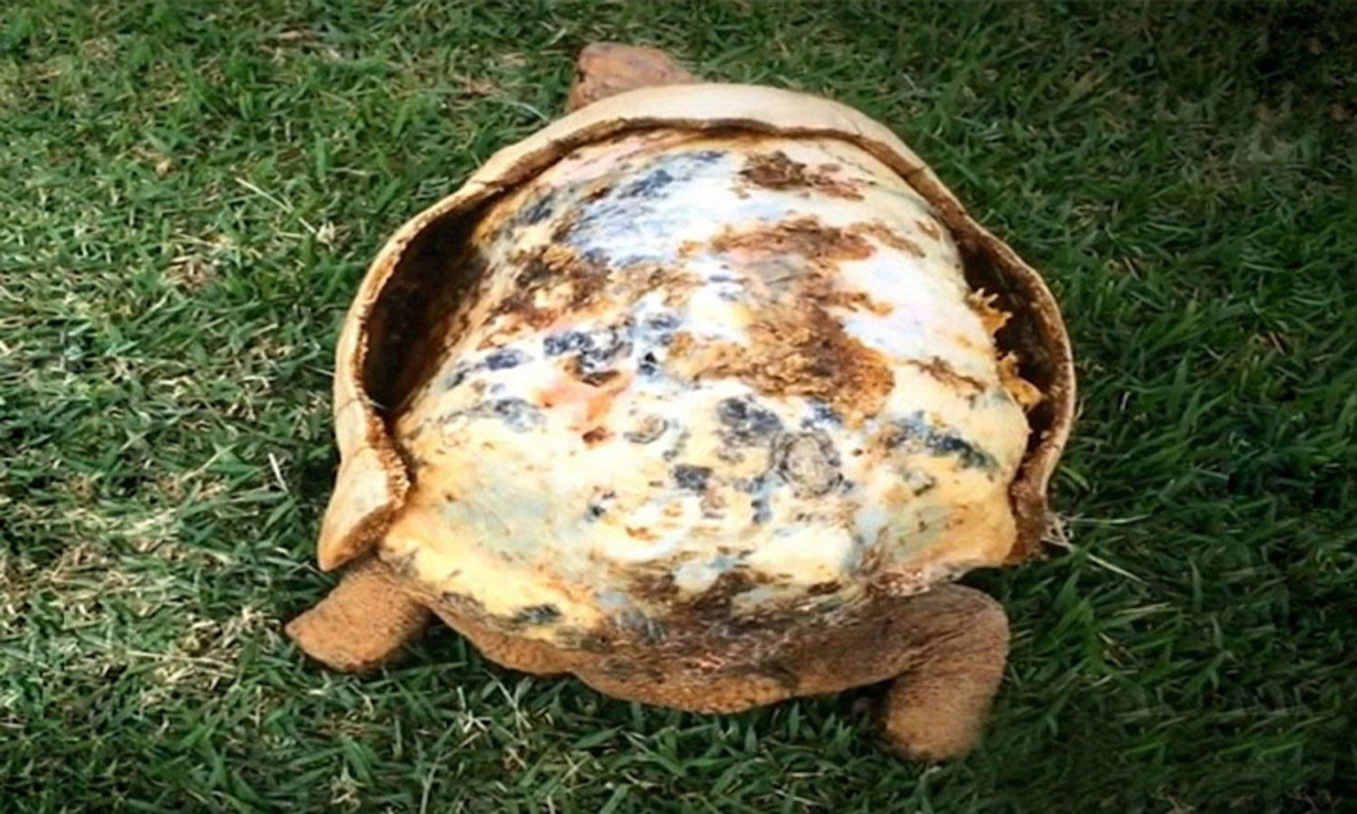 Injured Tortoise New Scientific Shell Is A Benchmark Using 3D Printer ...
