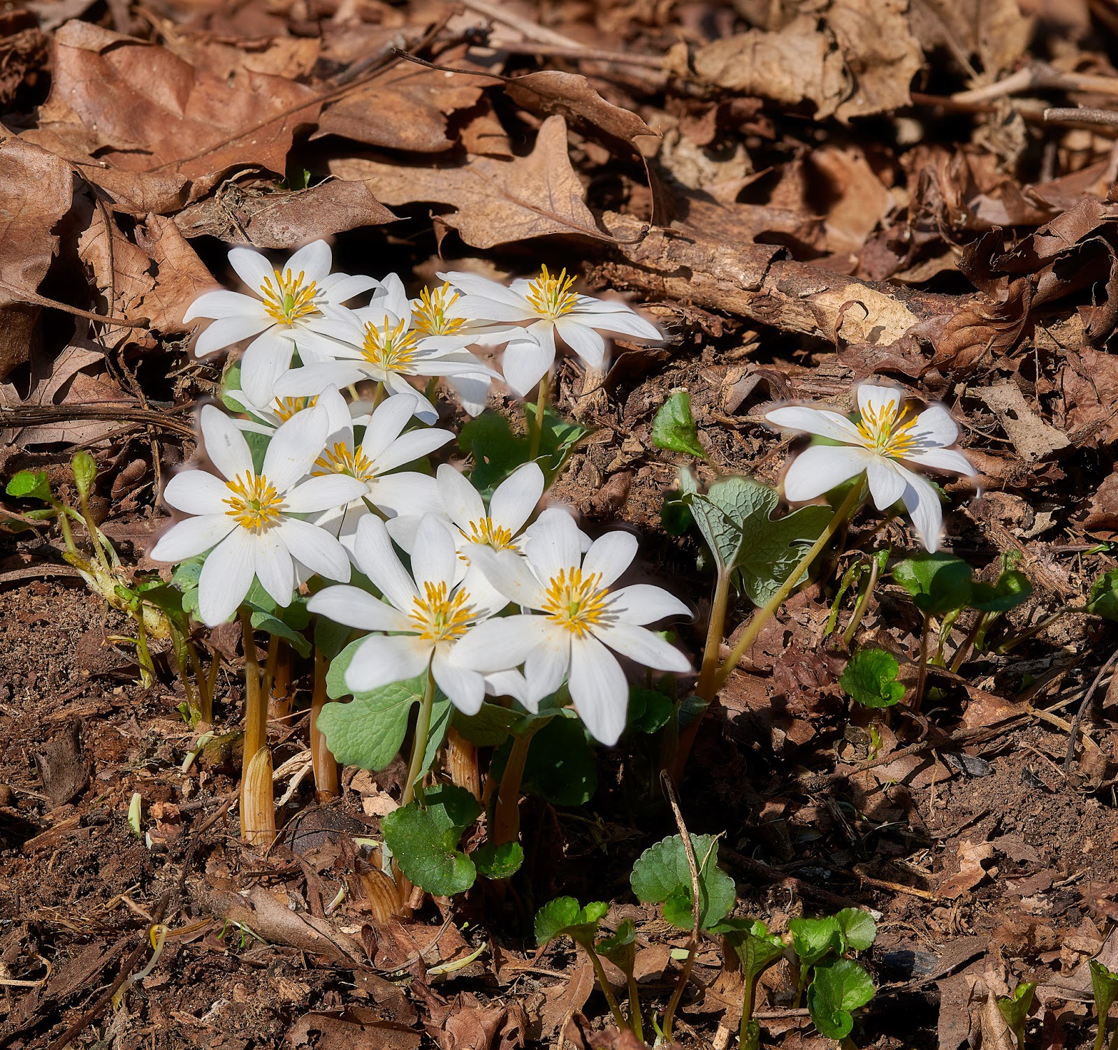 Mike's Photographs : Bloodroot