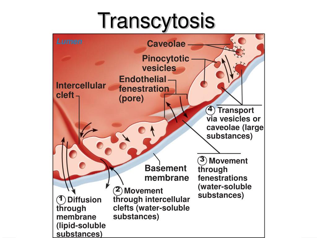 Microcirculation Through Capillary Beds