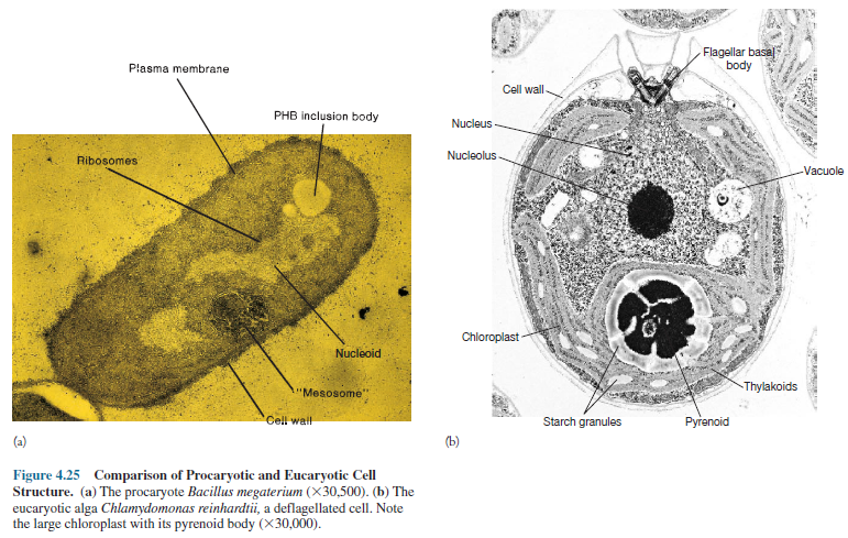 Microbiology Notes: Eucaryotic Cell Structure and Function
