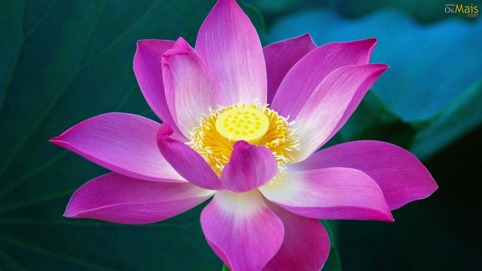 Águas de Aruanda Sergipe: Significado de Flor de Lótus