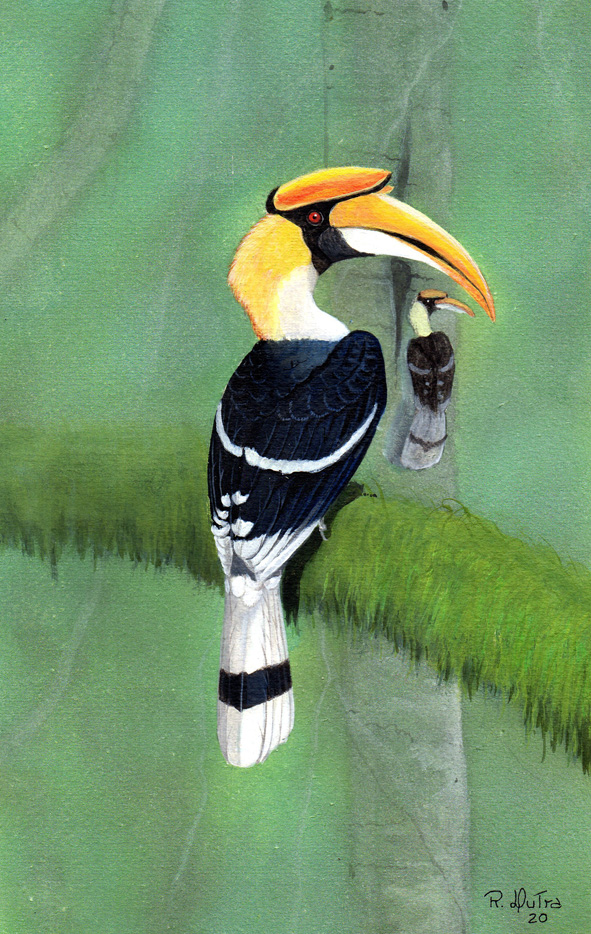 Raphael Dutra: Calau/ Great Hornbill (Buceros Bicornis)