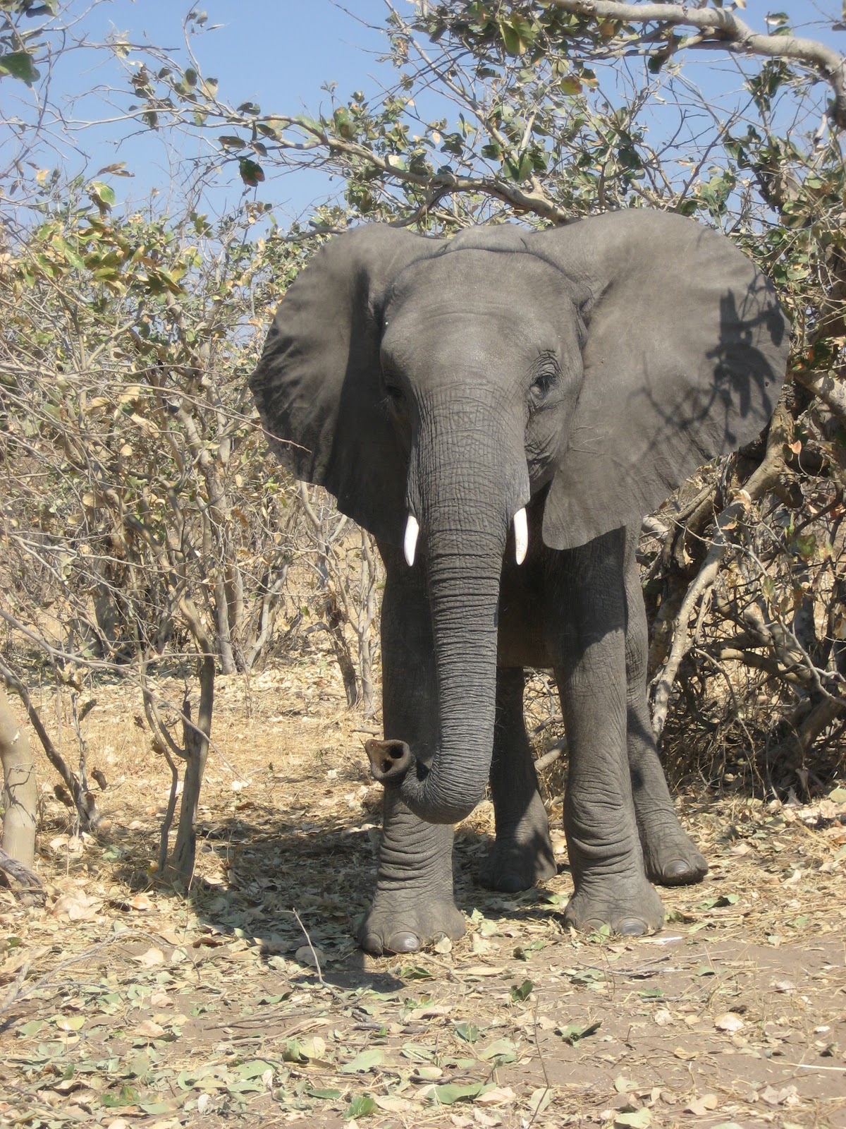 MASA: Language Week in Kasane II: Animals!