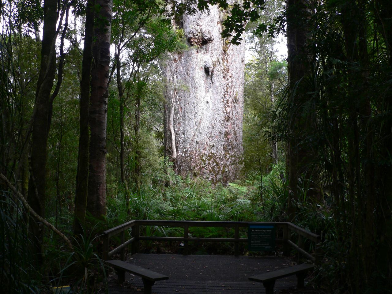 On the other side: Tane Mahuta