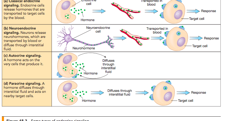 Mekanisme Kerja Hormon