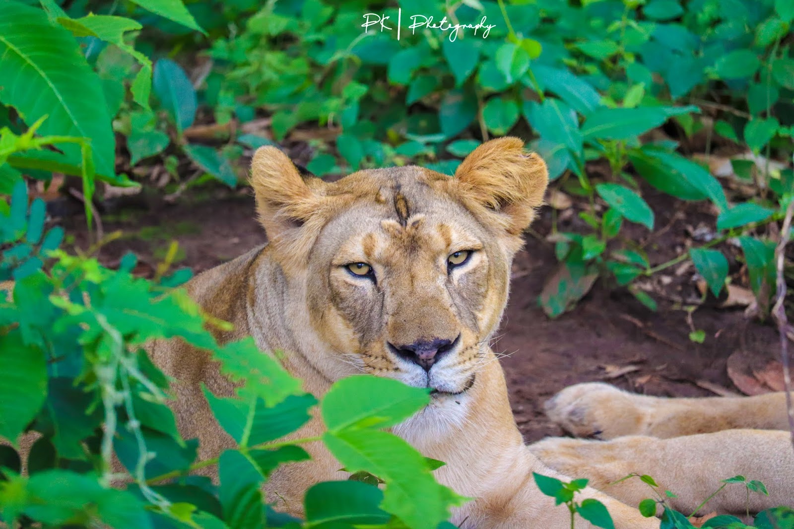 Tyavarekoppa Lion and Tiger Reserve Shimoga Photostockz