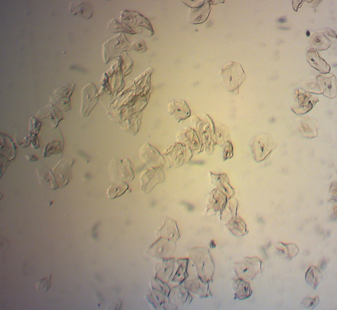 Pangea Arts and Sciences: Simple Staining of Epithelial Cells from the ...