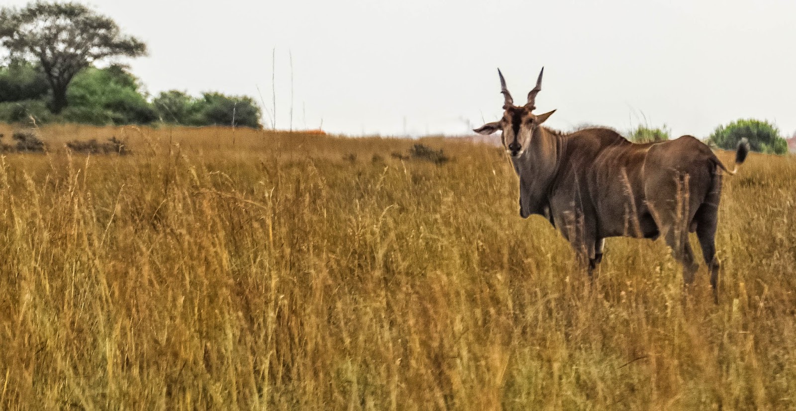 Cannundrums: East African Eland