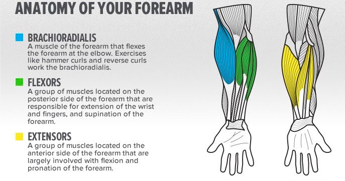 How I Get Huge and Muscular Forearm in 28 Days | Science Explained ...