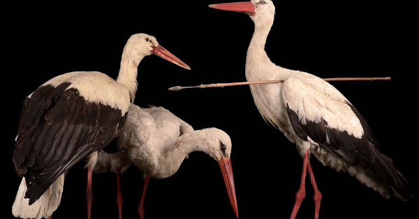 The Arrow Stork | Amusing Planet