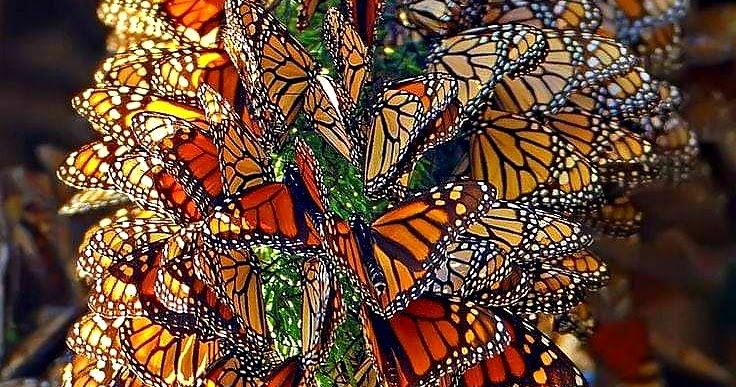 Monarques ~ L'Art du bonheur