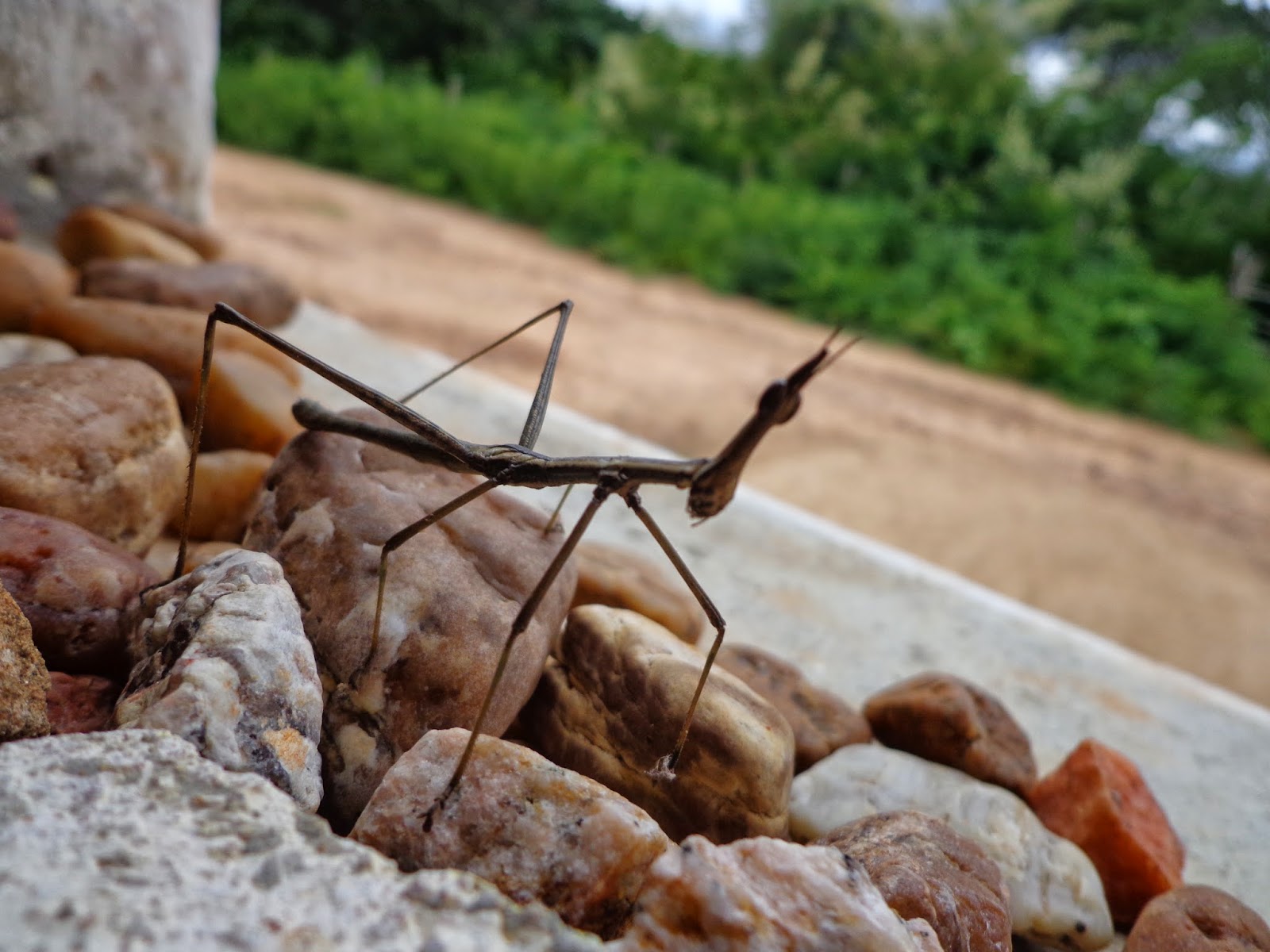 Sítio Dona Lô: FAUNA: BICHO-PAU