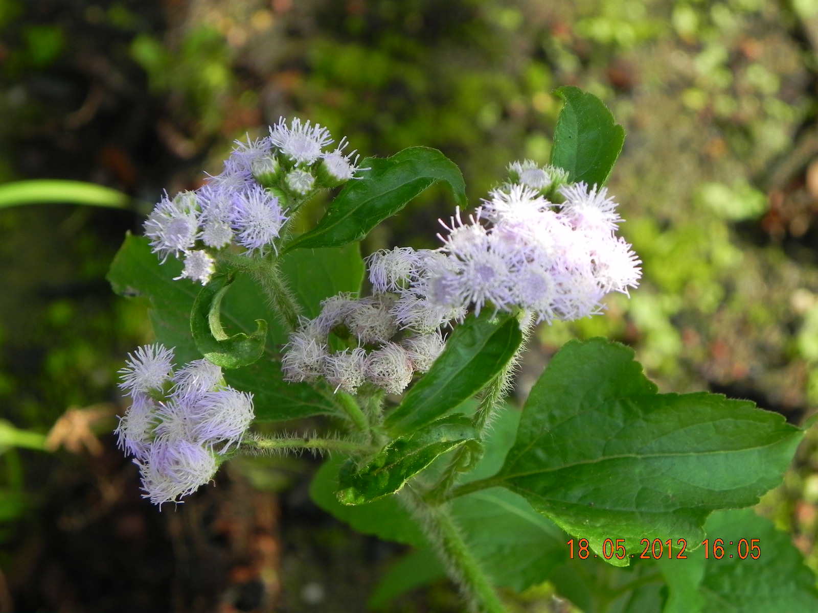 my G@Rdening frenzY: AGERATUM CONYZOIDES