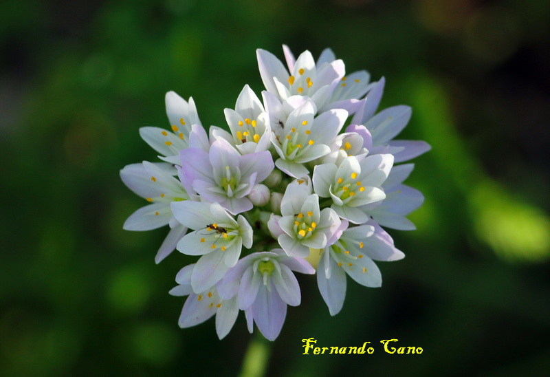 Mogón: SENDEROS DE MOGÓN