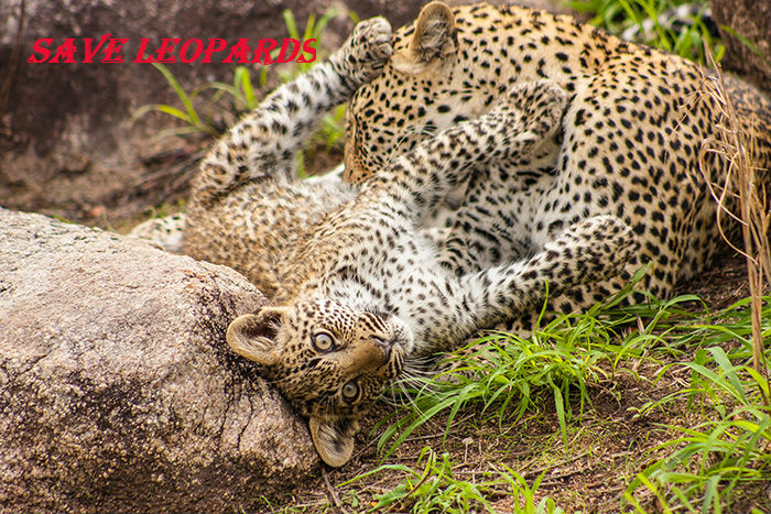 Save The Animals What Are The Causes Of Leopards Become Endangered save-the-animals-what-are-the-causes-of-leopards-become-endangered