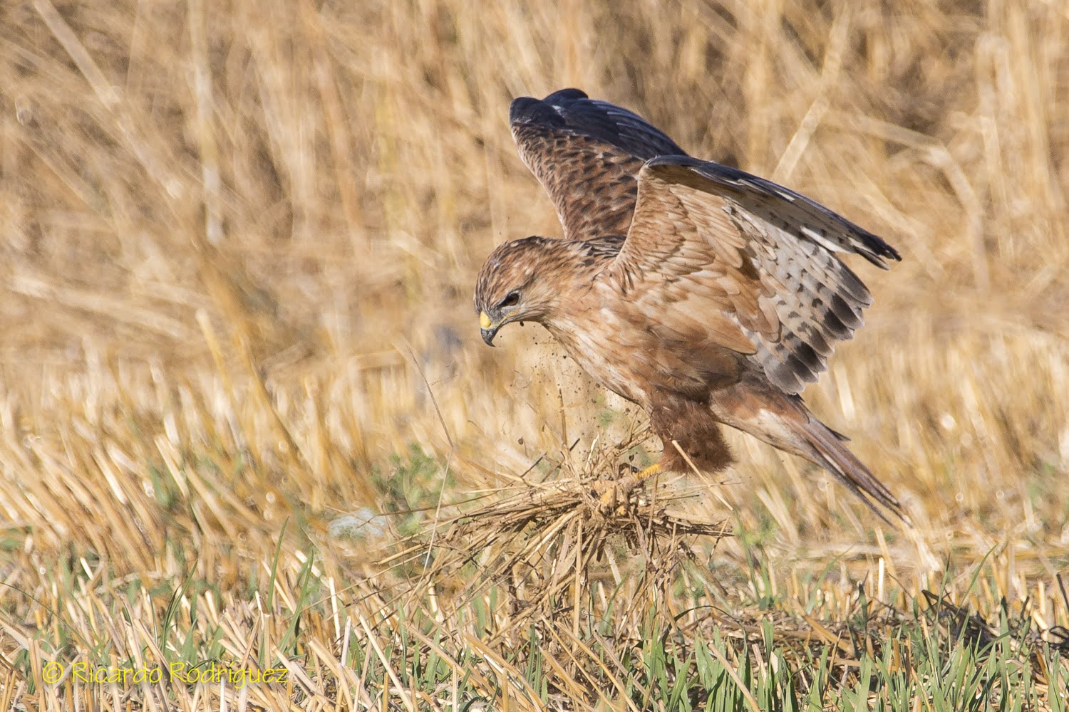 Aves Ricardo Rodriguez: Busardo moro del atlas (Buteo rufinus cirtensis)