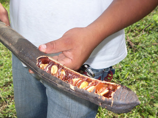 Nature first: The use of Carao or Stinking toe