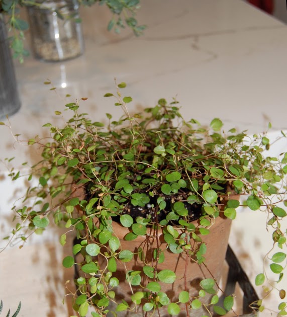 The Indoor Garden: The Sweet Wire Vine