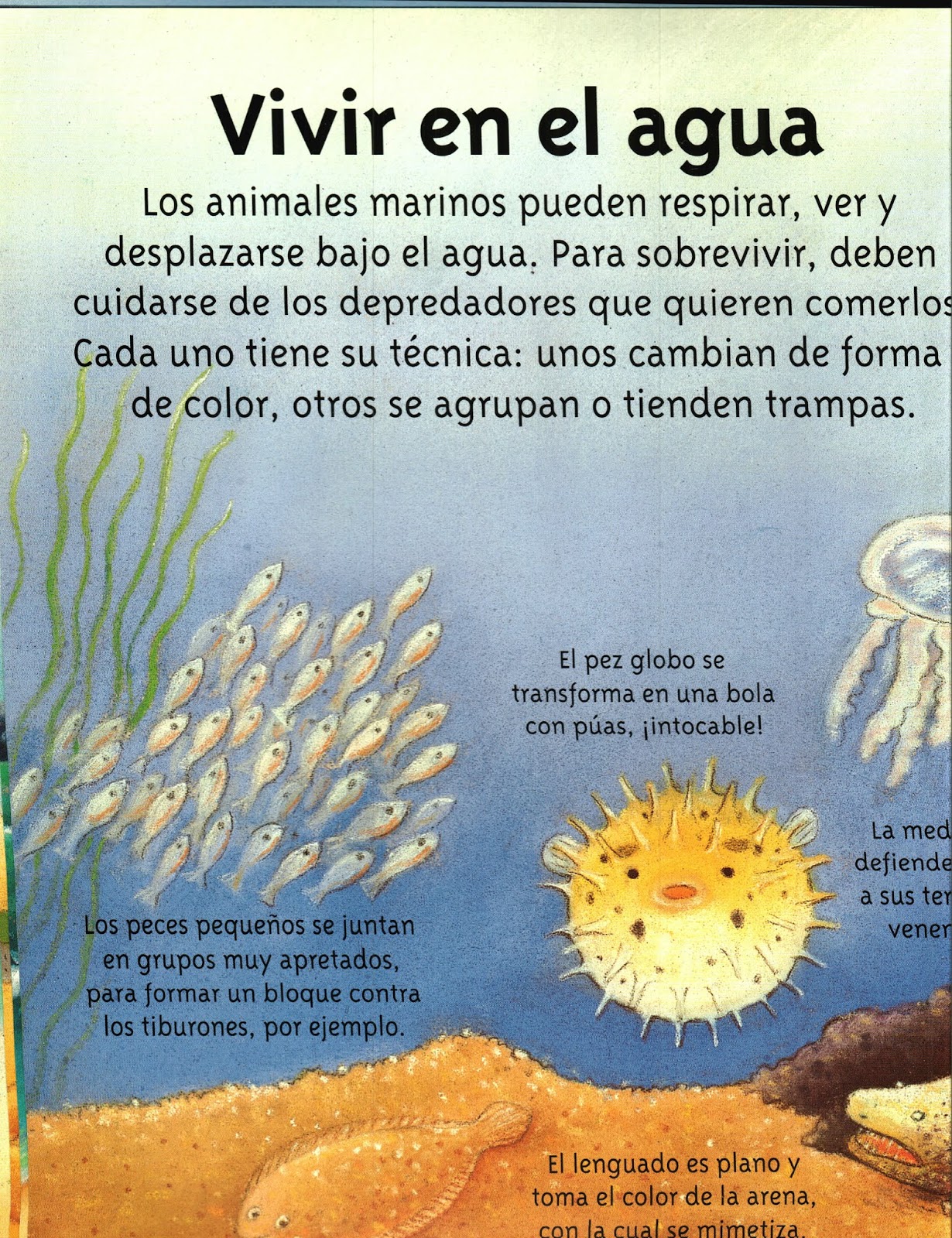 Caleta de cara al mar: LIBRO PARA NIÑOS EL MAR (COLECCIÓN QUIERO SABER)