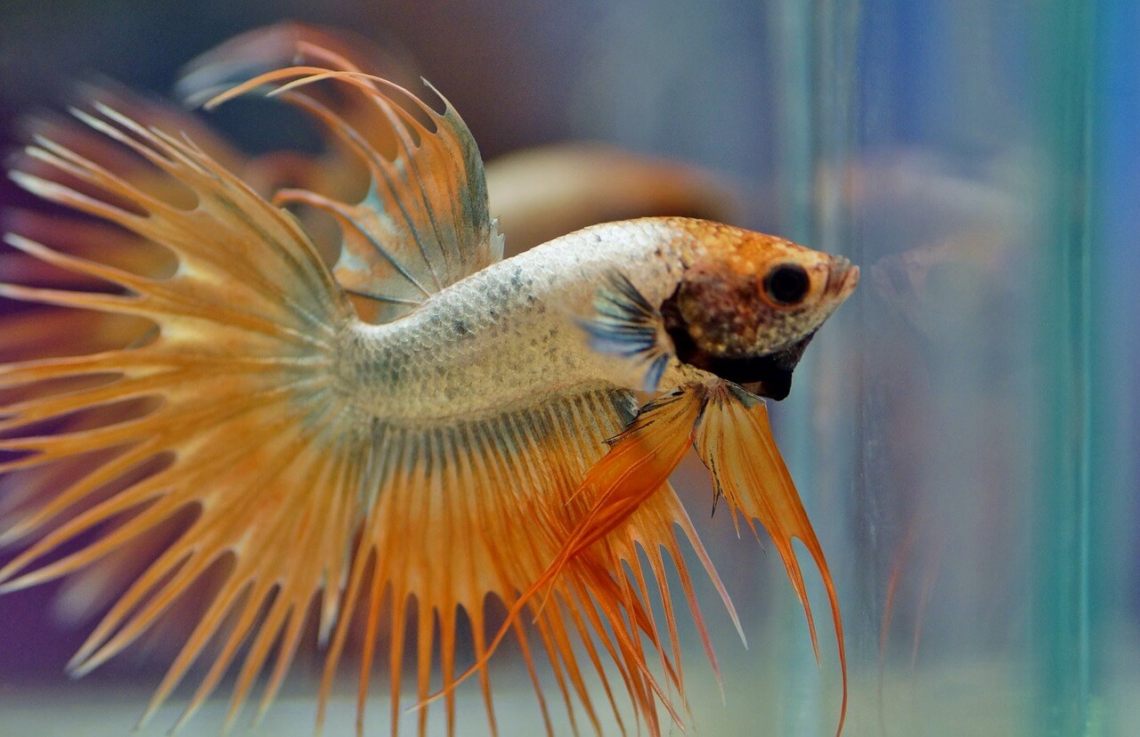 Betta splendens (Peixe Betta): Betta splendens (Peixe Betta)