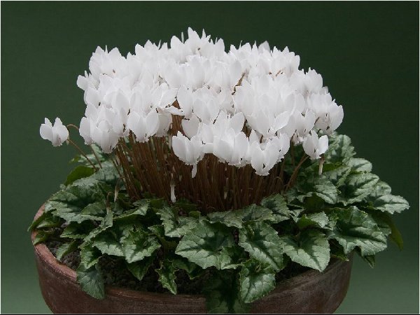 Ogród na Wyspach: CYKLAMEN