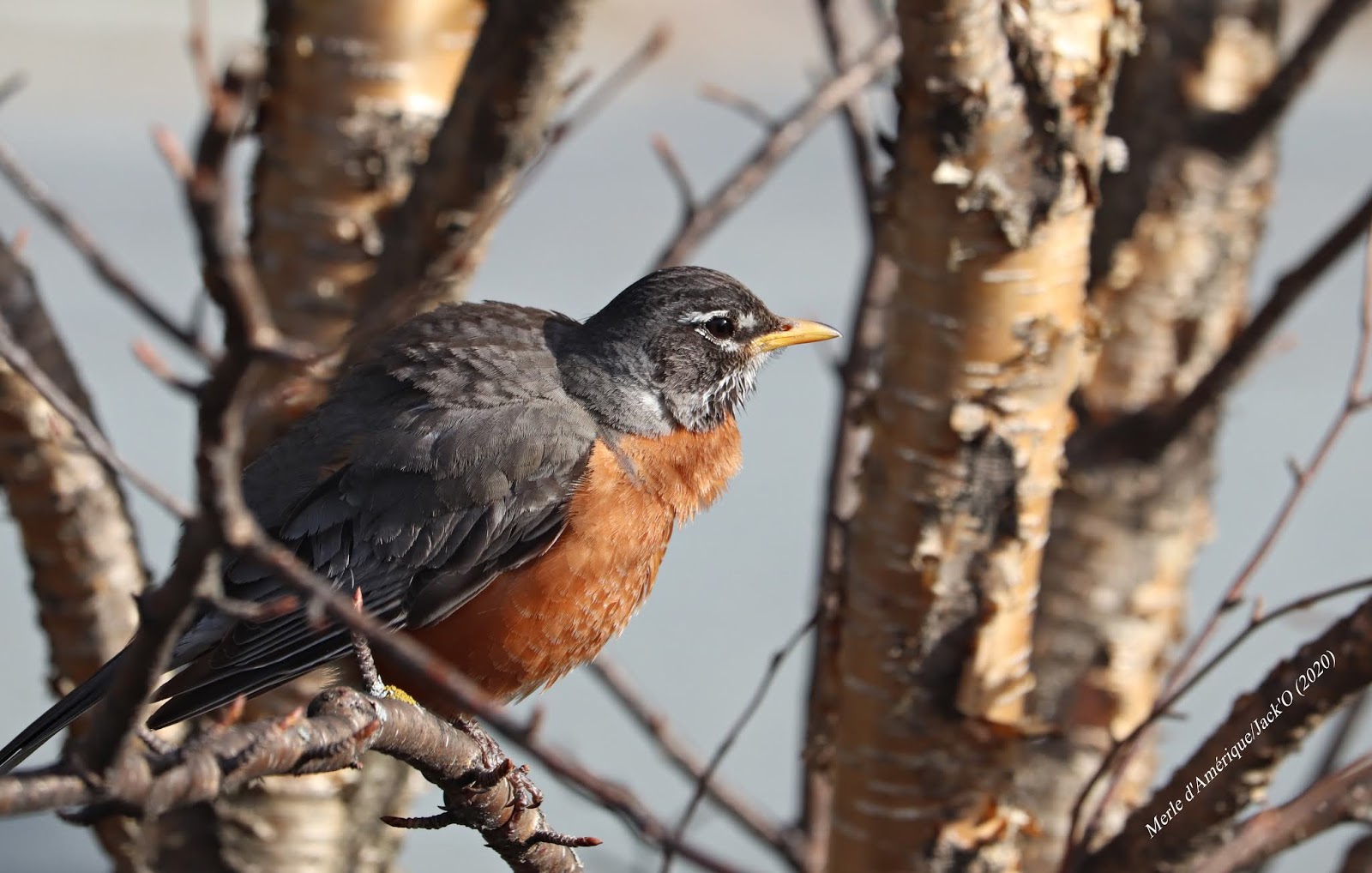 L'OEIL AU VERT: MERLE D'AMÉRIQUE