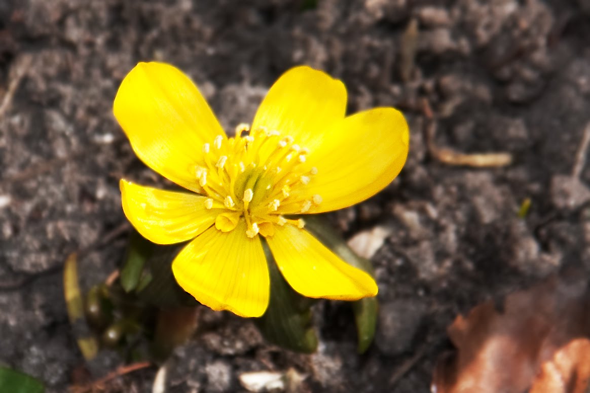 Fra Limfjordens bredder...: Erantis