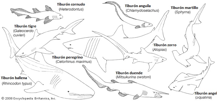 biologia marina: tipos de tiburones