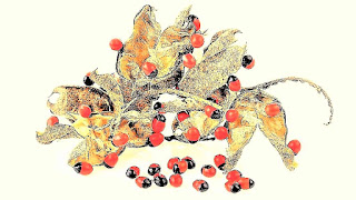 Rosary Pea Safed Gunja is Costliest Seed 7065940610