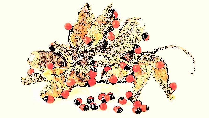 Rosary Pea Safed Gunja is Costliest Seed 7065940610