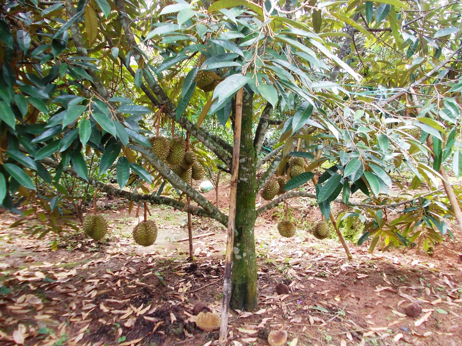 Penangkaran Bibit Durian jawa Barat : Poto Pohon Durian Monthong (Bibit ...