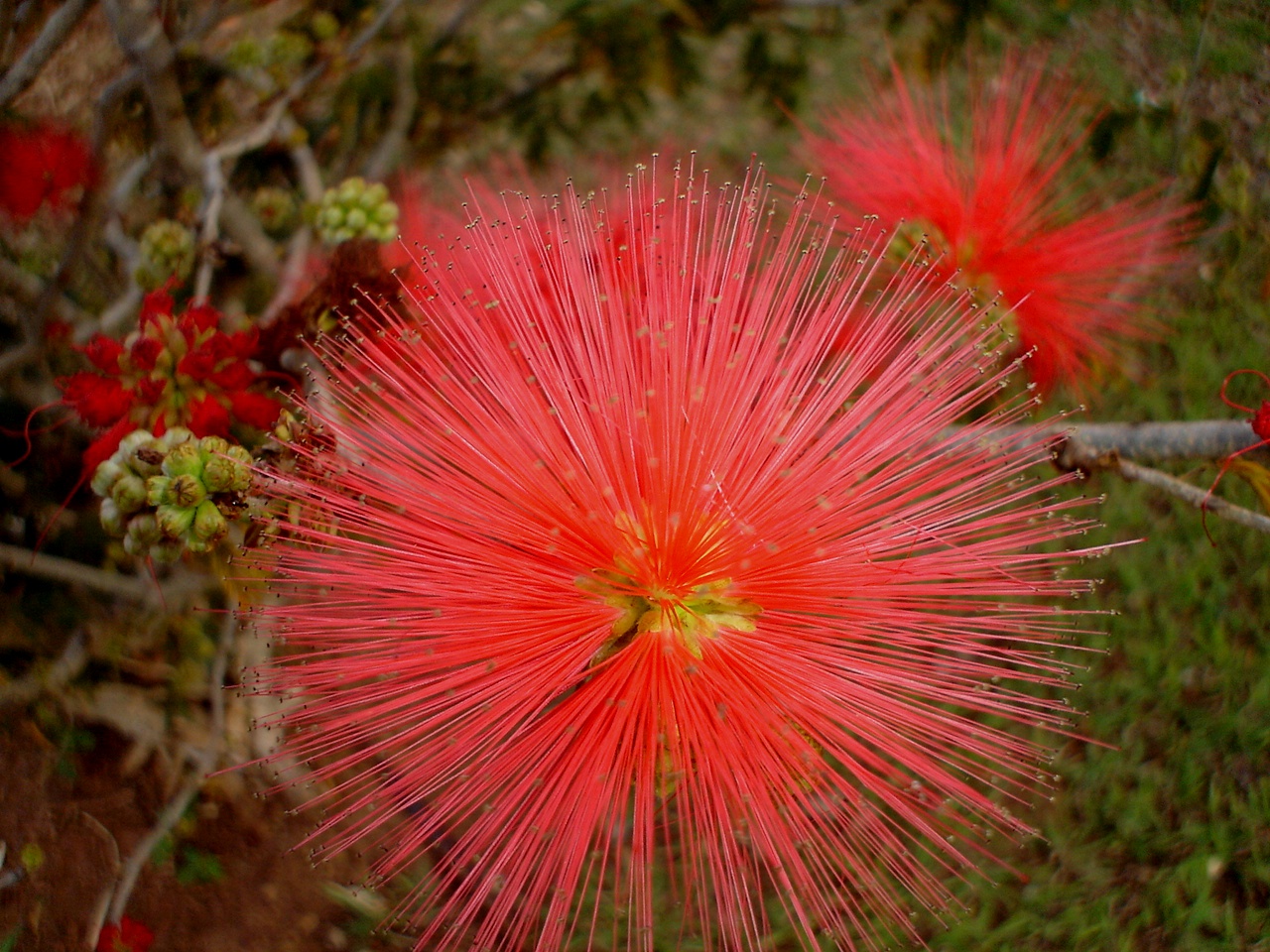 Caliandra do Cerrado: Porque Caliandra do Cerrado