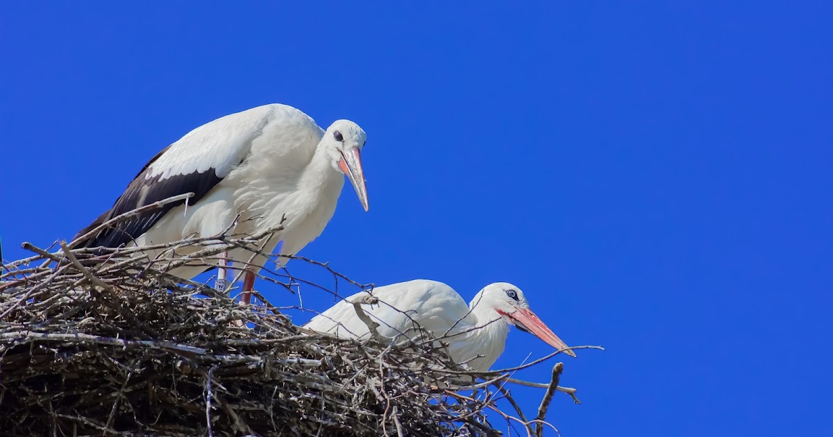 White Storks nest in Britain for the first time in hundreds of years!