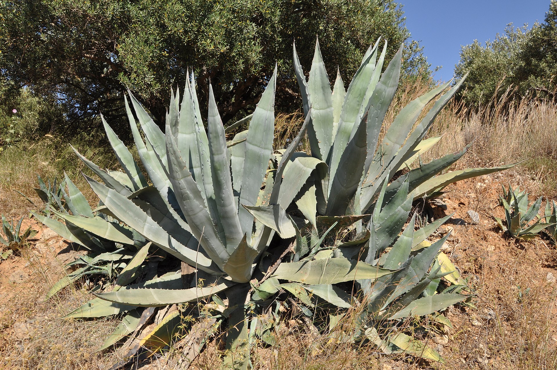 For the love of Terrain!: Howto - making agave cactus plants
