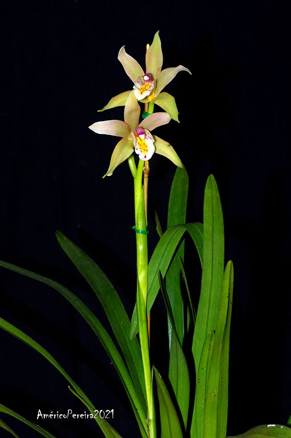 Cymbidium roseum J.J.Sm.