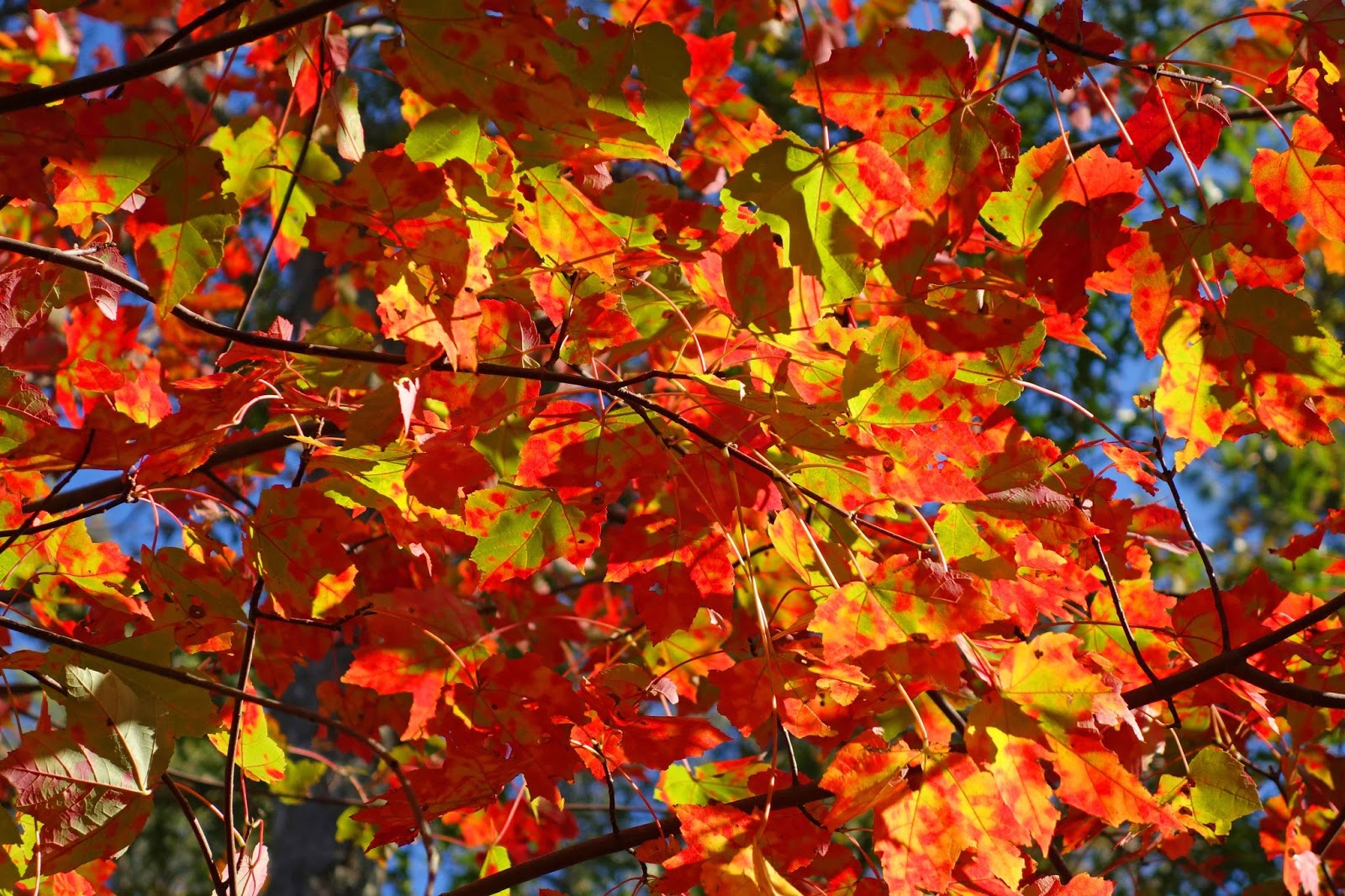 Joe's Retirement Blog: Rabbit Pond, Manomet, Plymouth, Massachusetts, USA