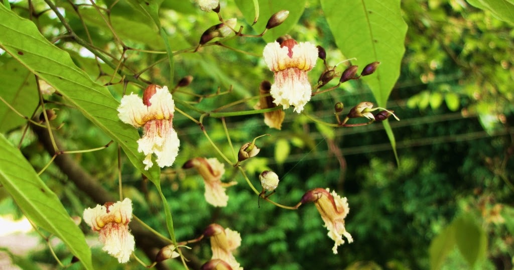 Gifting Trees...: The Yellow Snake Tree
