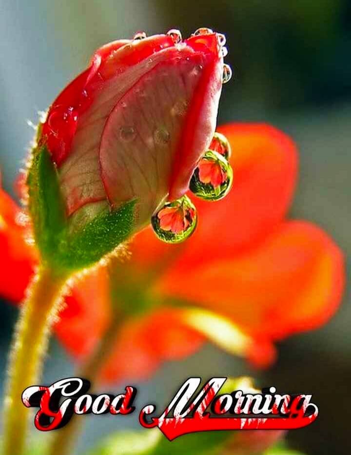35+ Best Good Morning Images Free Download For Whatsapp HD Download ...