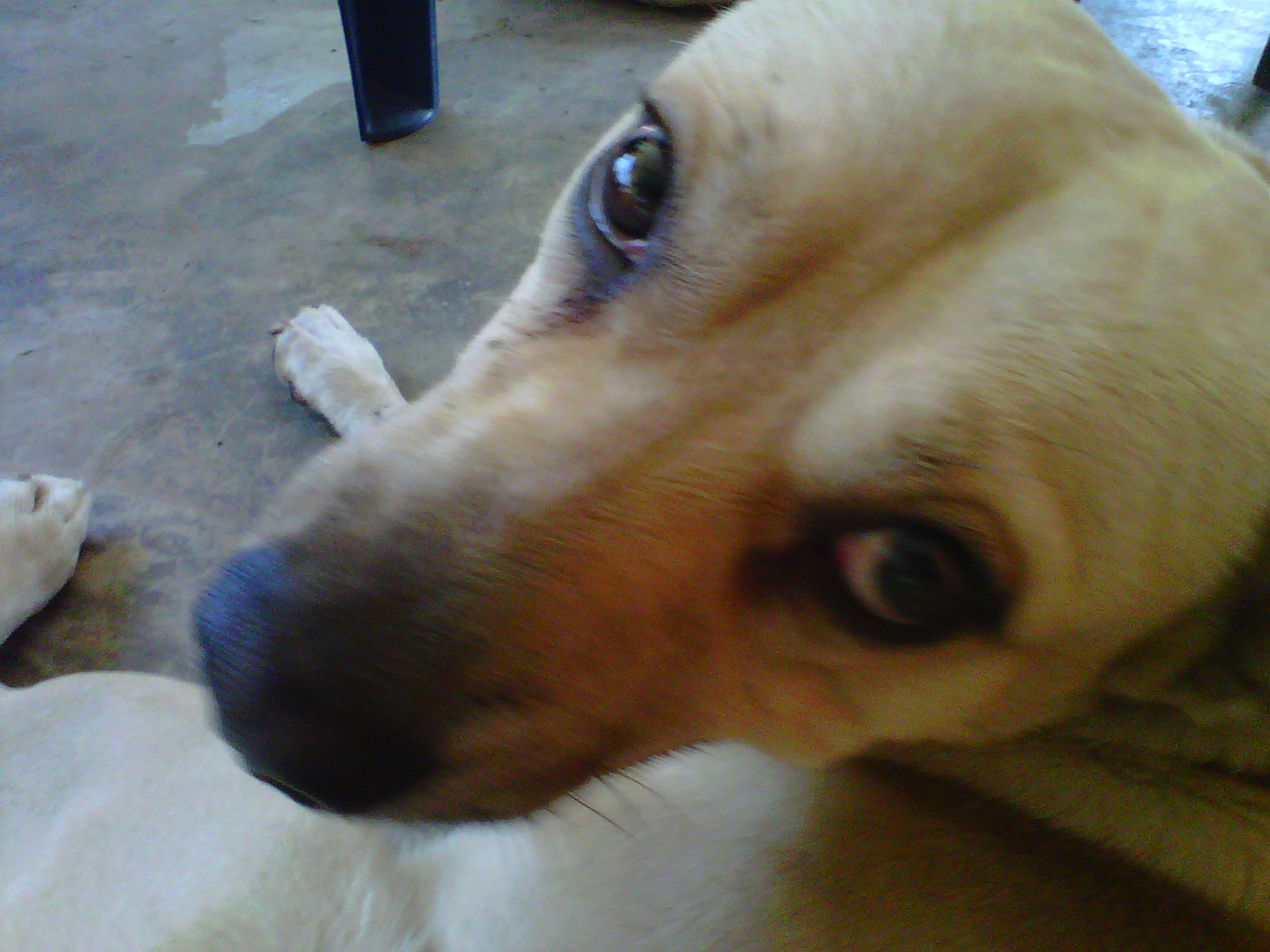 Taztaraztaztaz: SOY UN PERRO AMARILLO