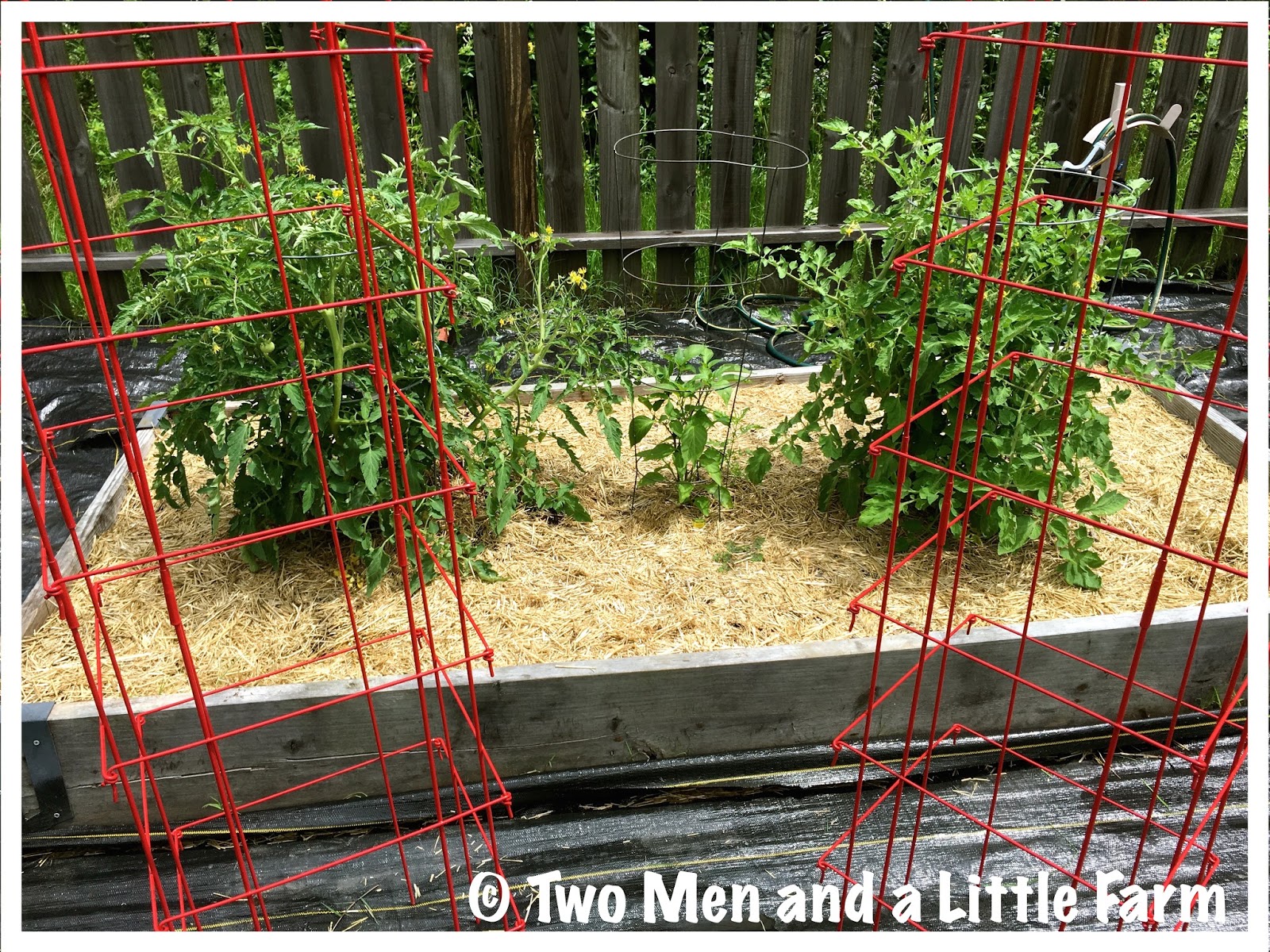 Two Men and a Little Farm: RED GARDEN TRELLIS CAGES