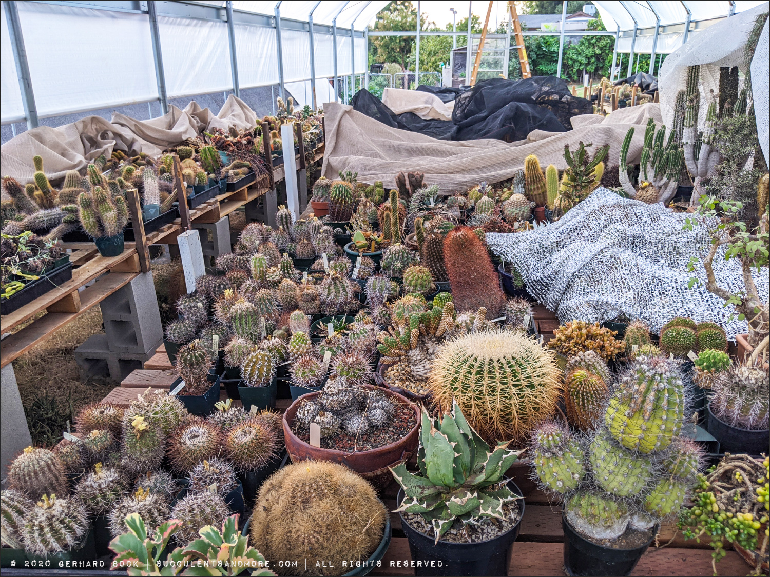 Serious cactus collector = seriously large greenhouse