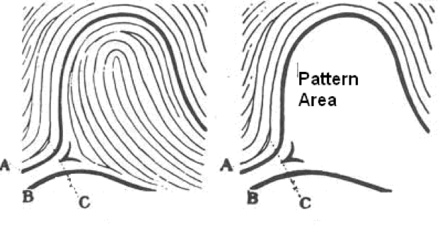 All About Forensic & Investigative Sciences: Fingerprints- An Introduction