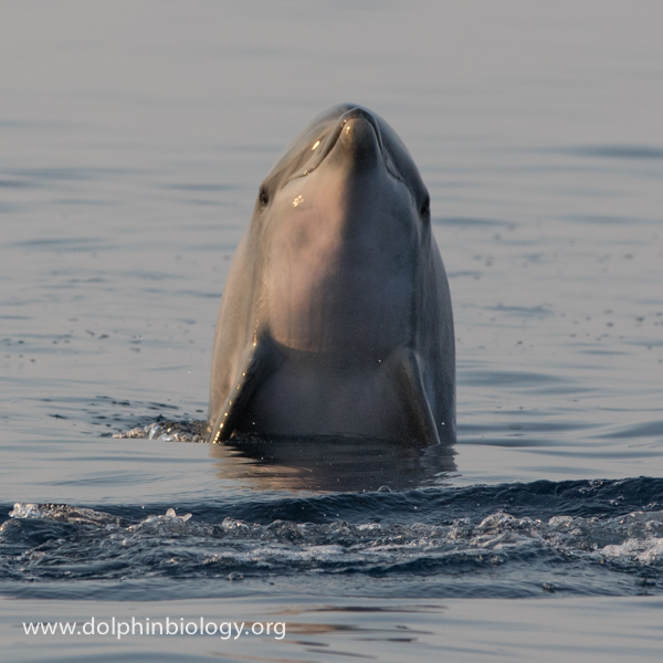 Dolphin Biology and Conservation: Ventral view