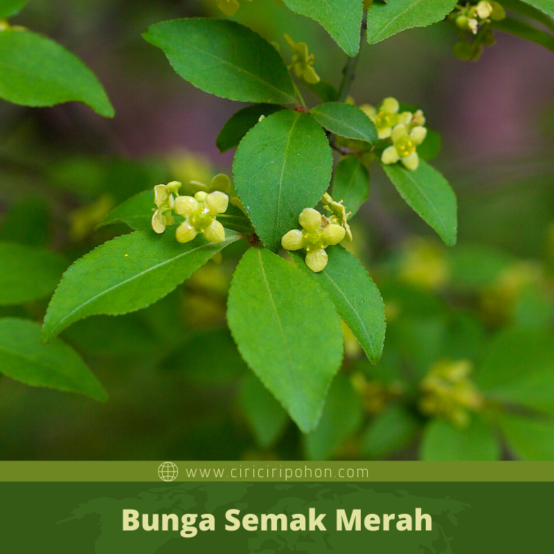 Ciri Ciri Pohon Semak Merah (Euonymus alatus) Di Alam Liar ...